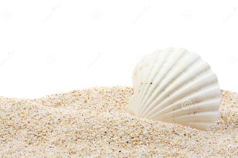 Sea shell on the beach stock photo. Image of marine, animal - 14421984