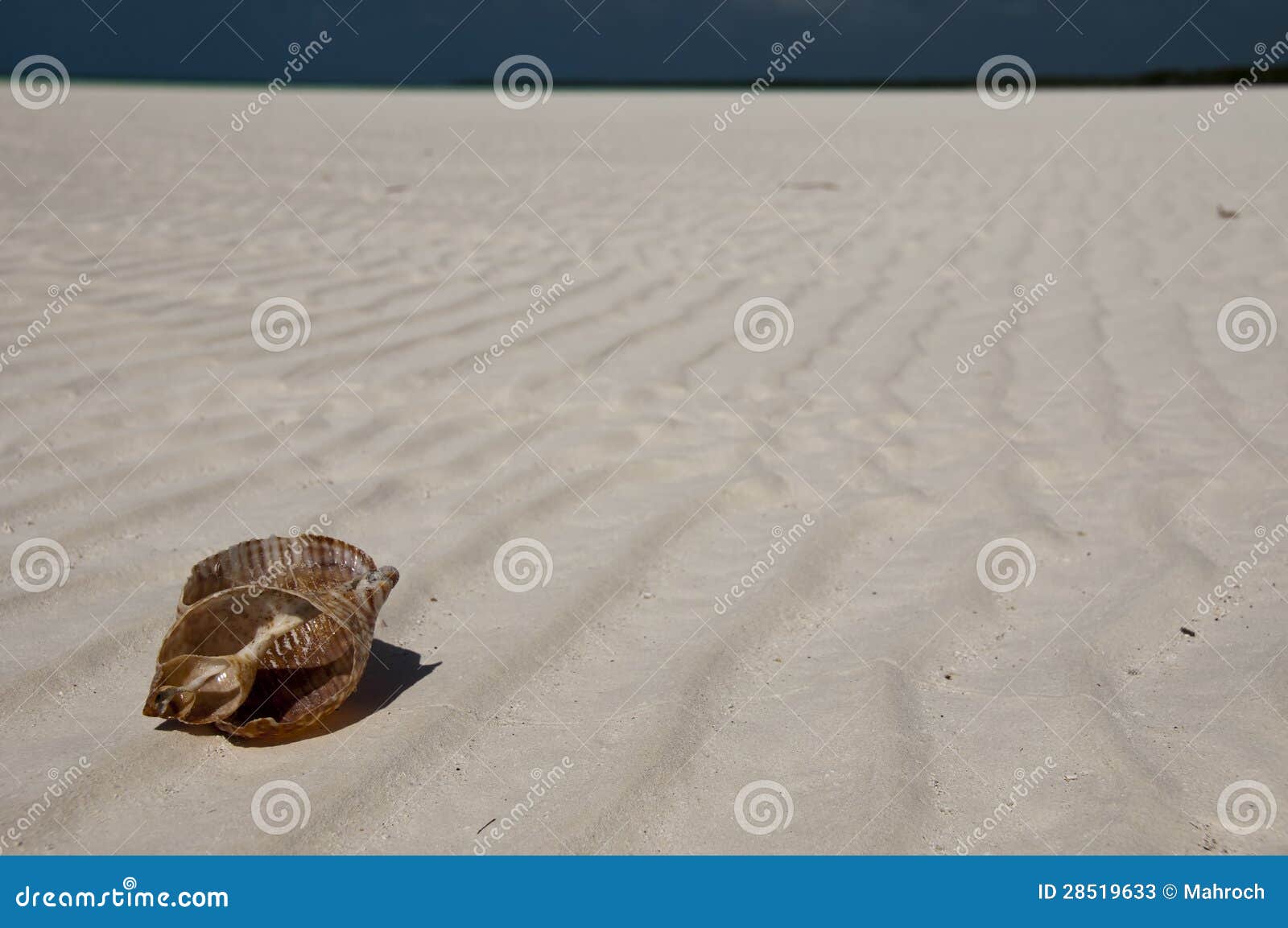 Sea shell on the beach stock image. Image of tropical - 28519633