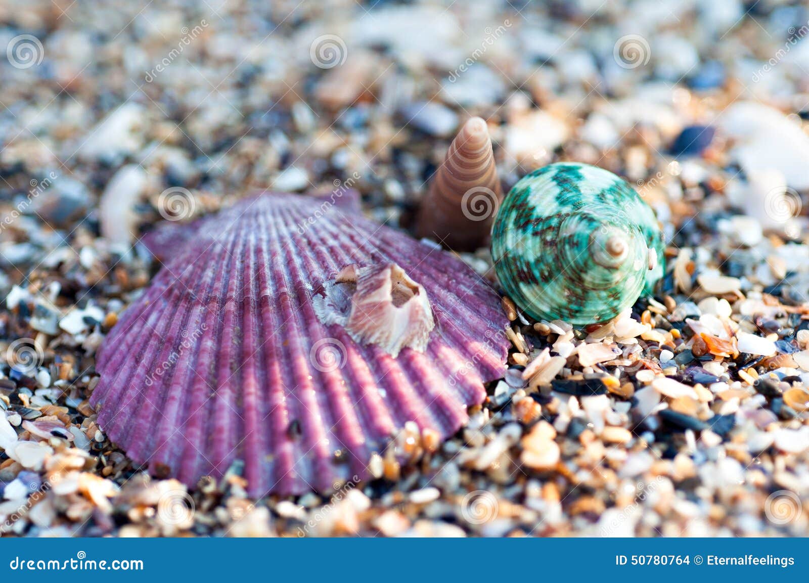 Sea shell stock photo. Image of marine, outdoors, resort - 50780764