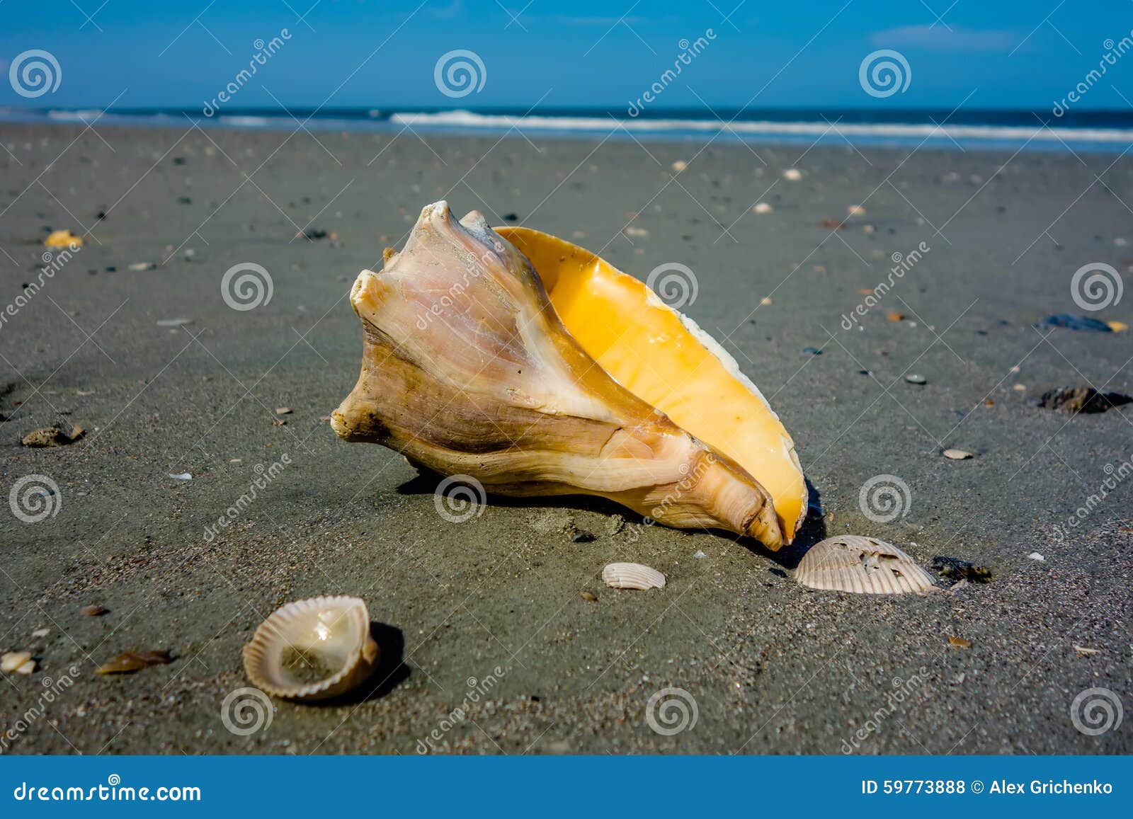 Sea Shell on a Beach of Atlantic Ocean at Sunset Stock Photo - Image of ...