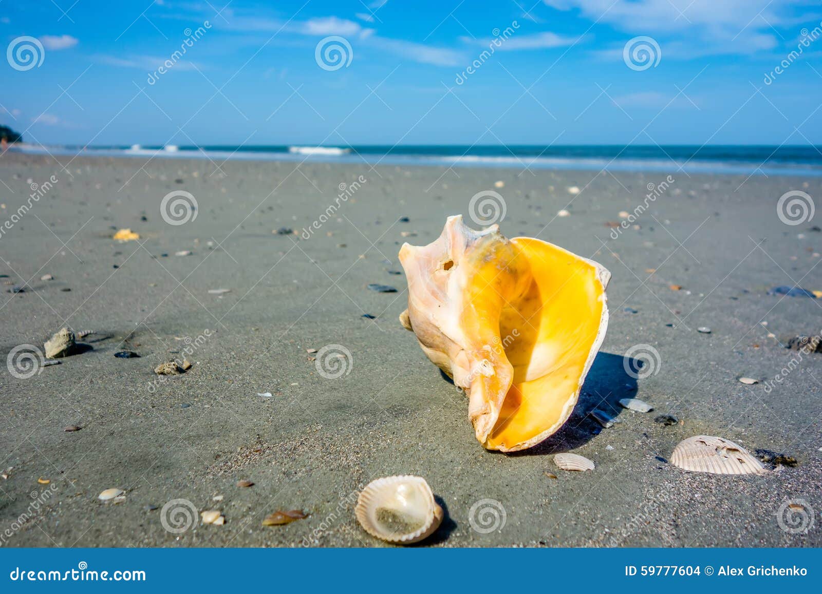 Sea Shell on a Beach of Atlantic Ocean at Sunset Stock Photo - Image of ...