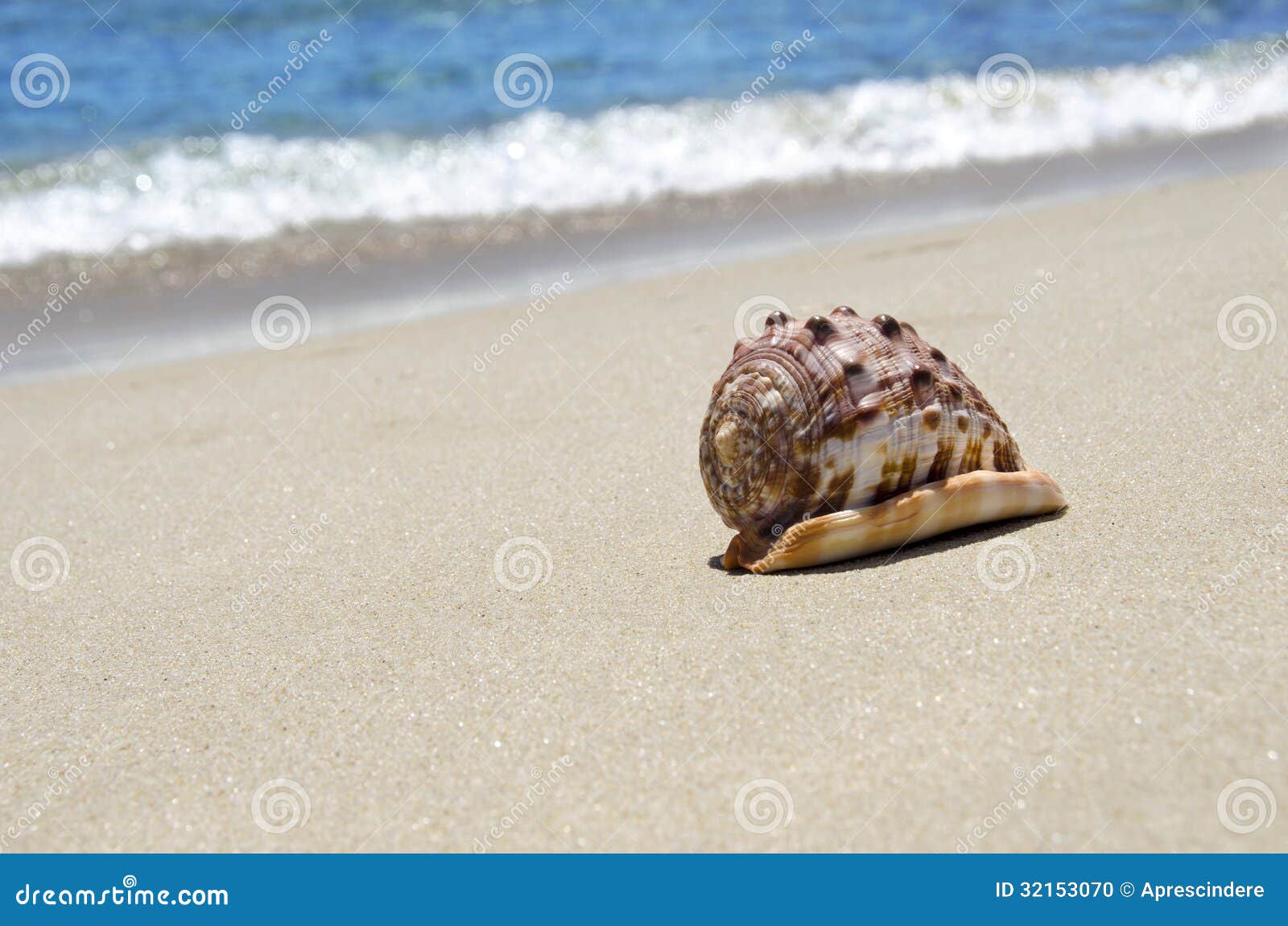 Sea shell on the beach stock photo. Image of relax, nautilus - 32153070