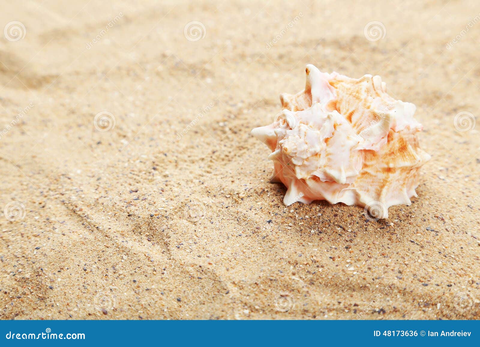 Sea Shell on the Beach, Close Up Stock Photo - Image of sand, beauty ...