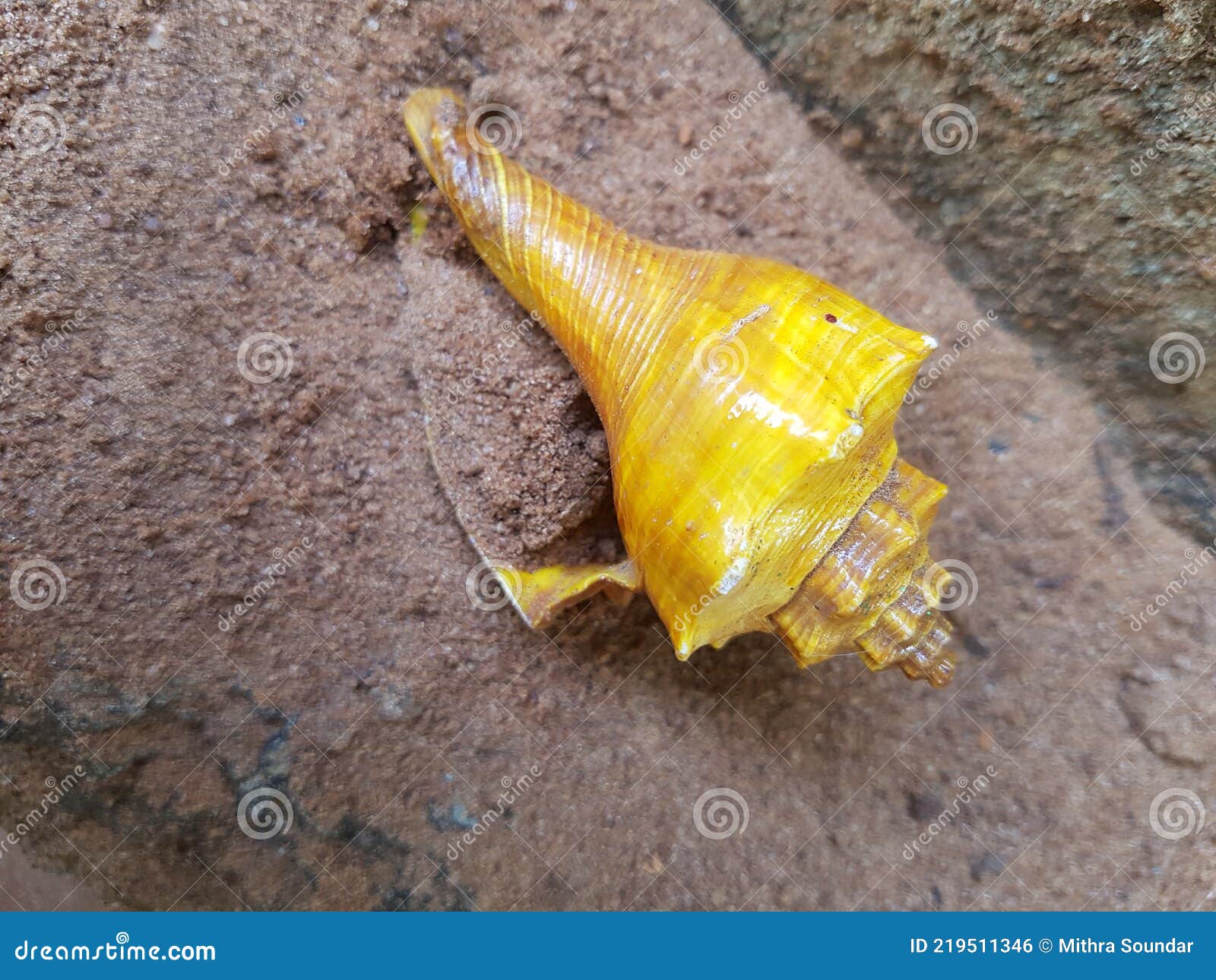 Melongenidae, the Crown Conchs Sea Shell and Beach Mud Stock Photo ...