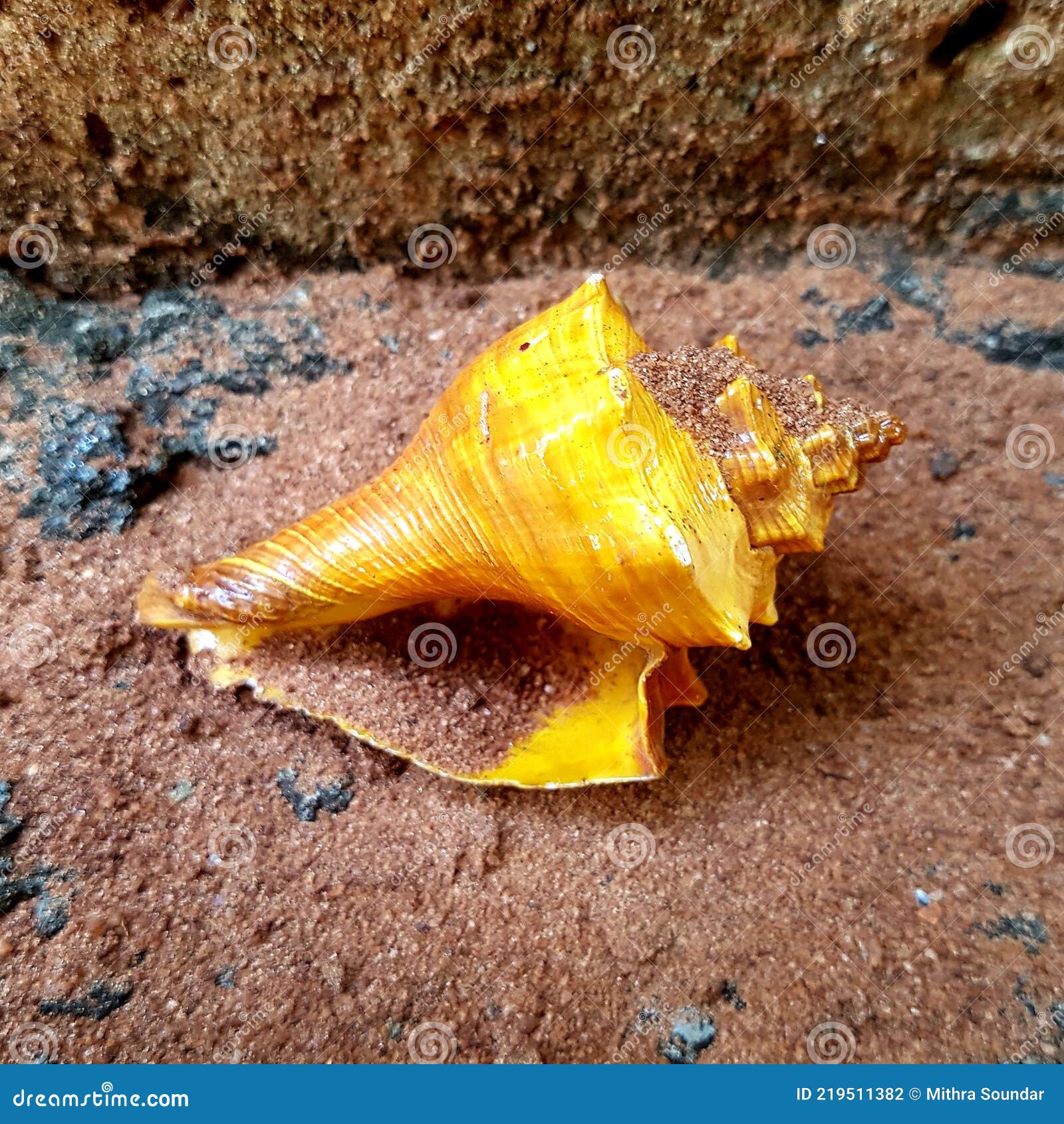 Melongenidae, the Crown Conchs Sea Shell and Beach Mud Stock Photo ...