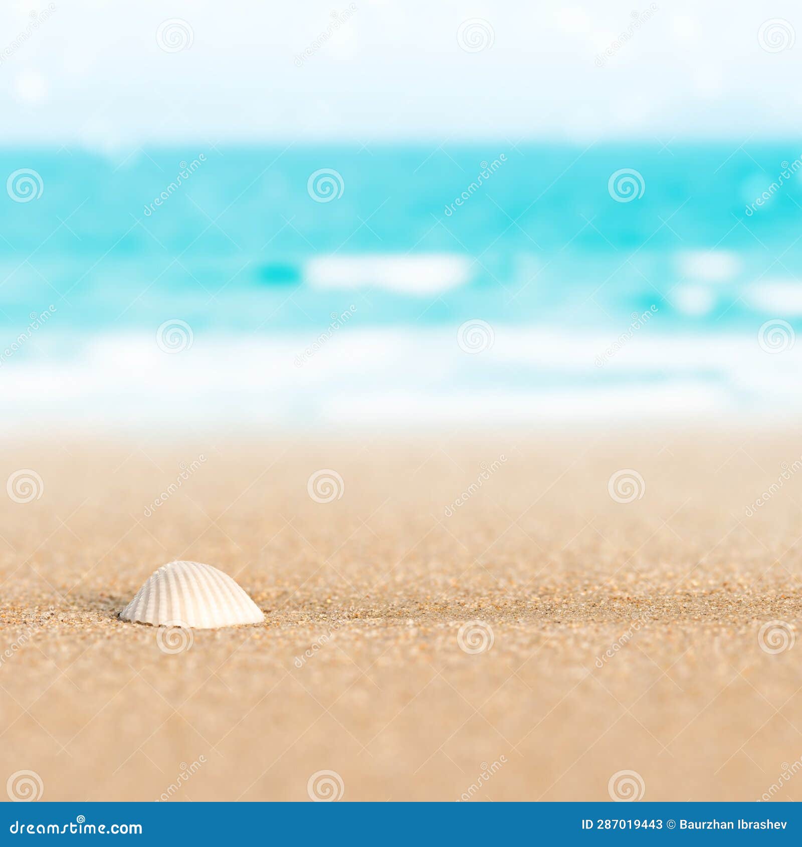 Sea Shell on the Beach Sand Stock Image - Image of shore, sunlight ...