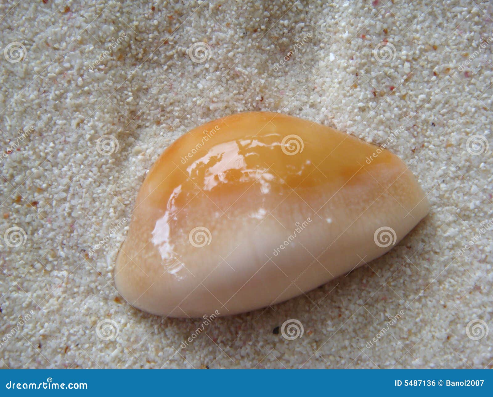 Sea shell on beach sand. stock photo. Image of water, travel - 5487136