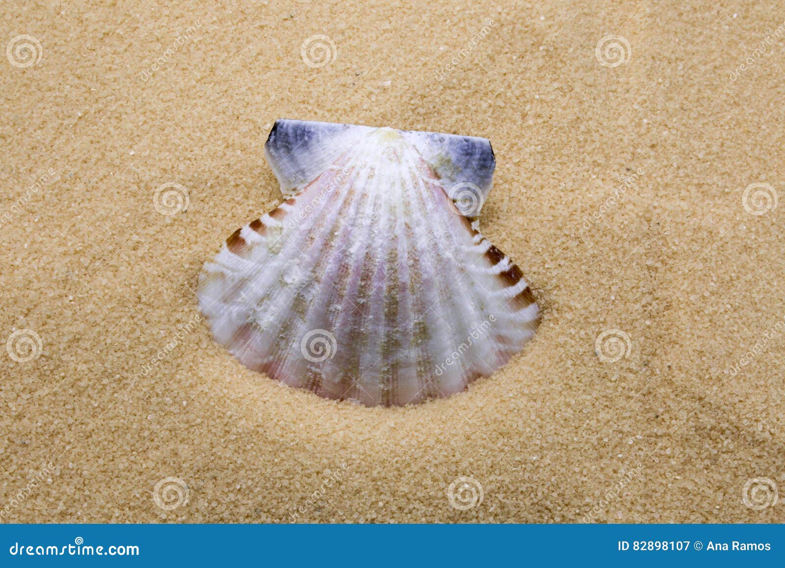 Sea shell stock image. Image of grained, brown, marine - 82898107