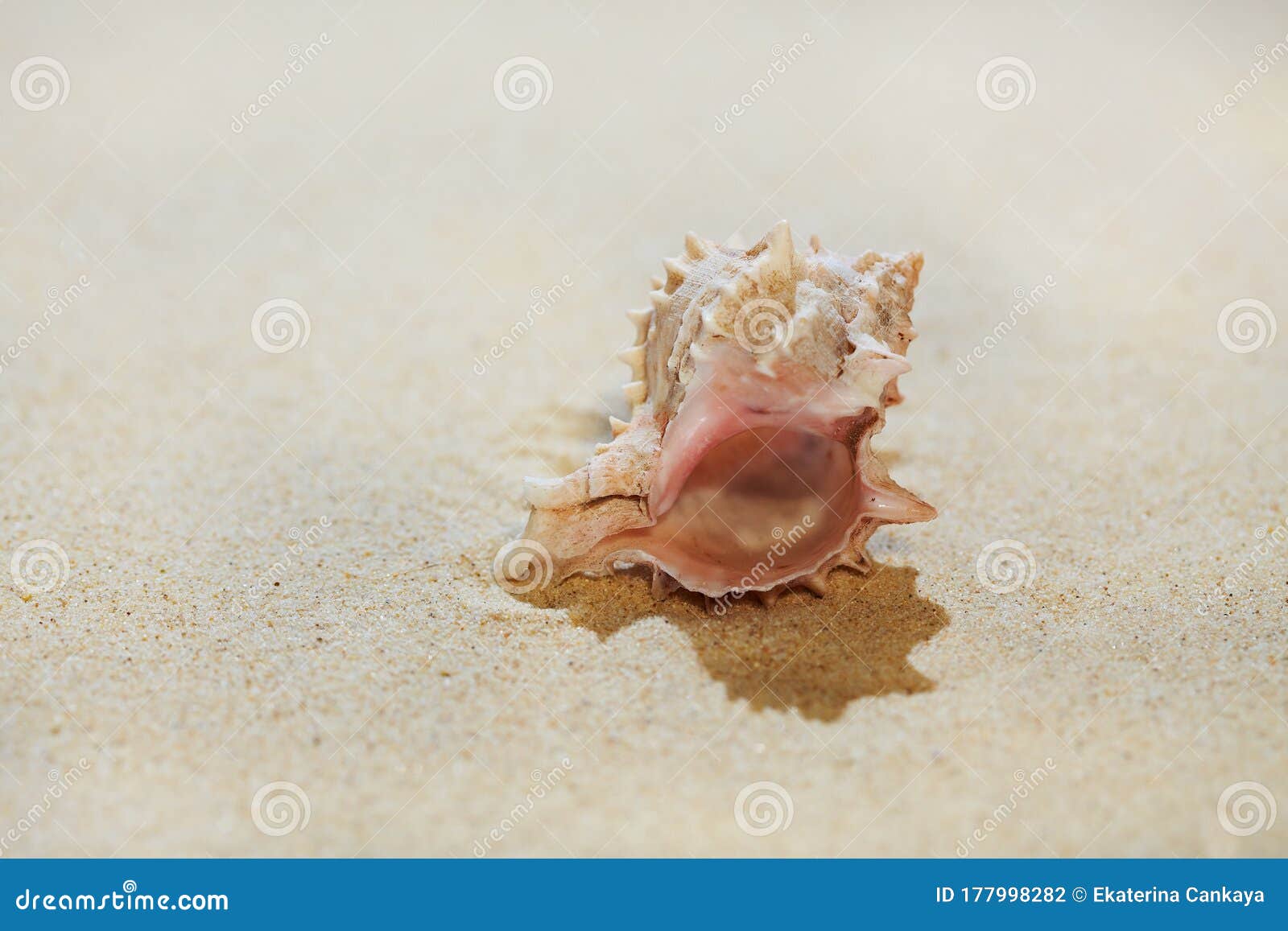 Sea shell on beach sand stock photo. Image of macro - 177998282