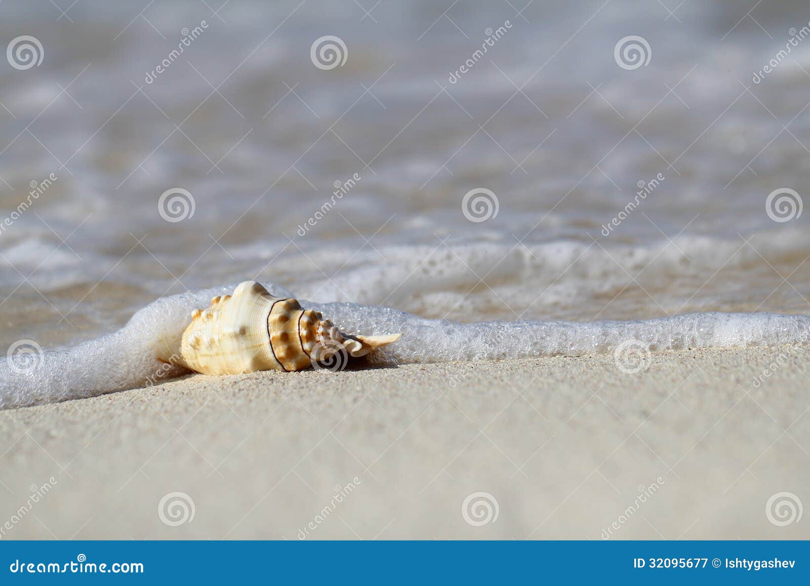 Sea shell stock image. Image of beach, land, scene, space - 32095677