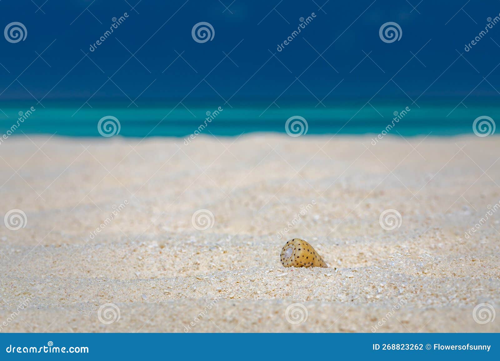 Sea Shell on Beach. Soft Sand Texture with Blue Sky and Sea View Stock ...