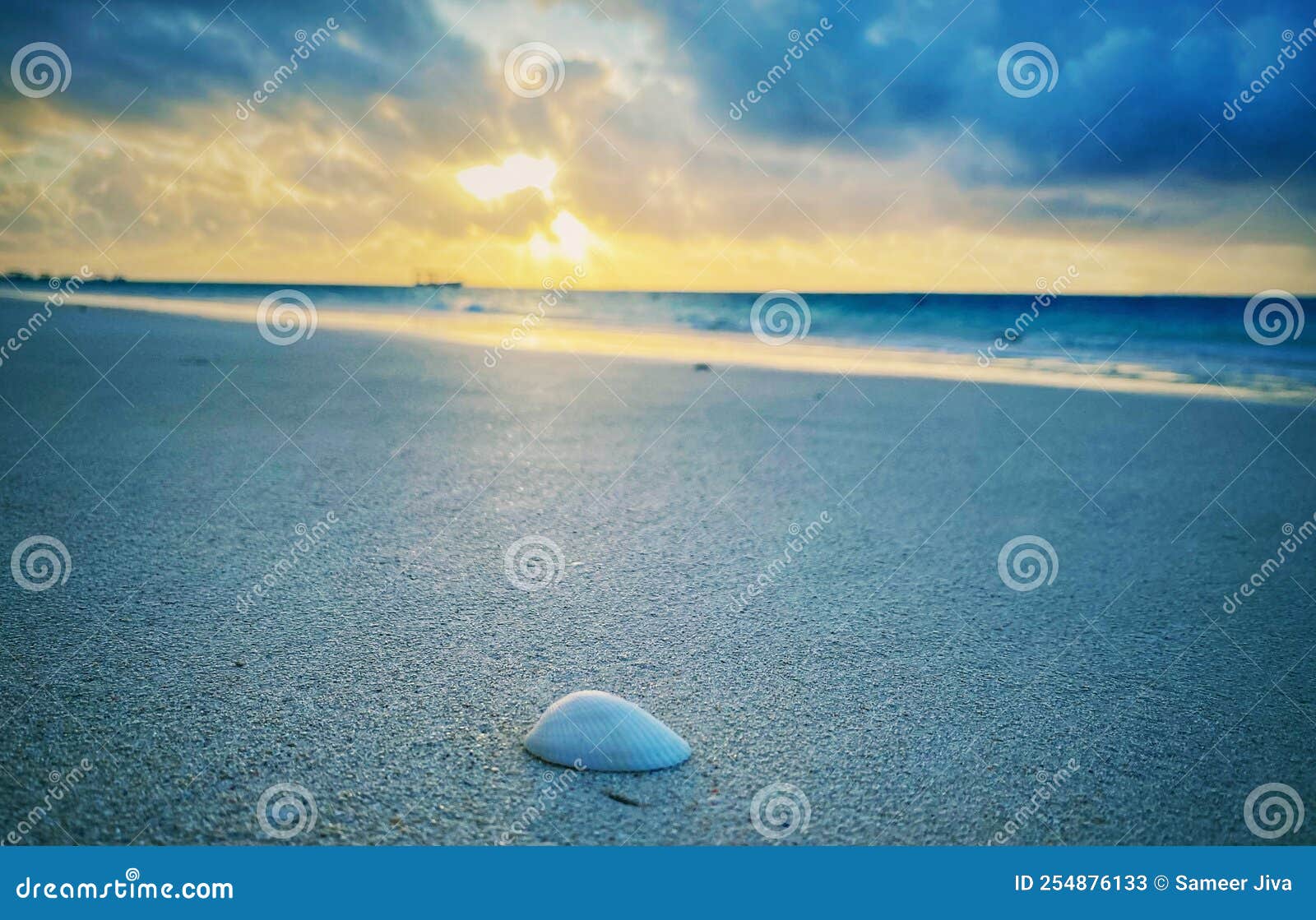 Sea Shell on the Beach at Sunrise in Mombasa Stock Image - Image of ...