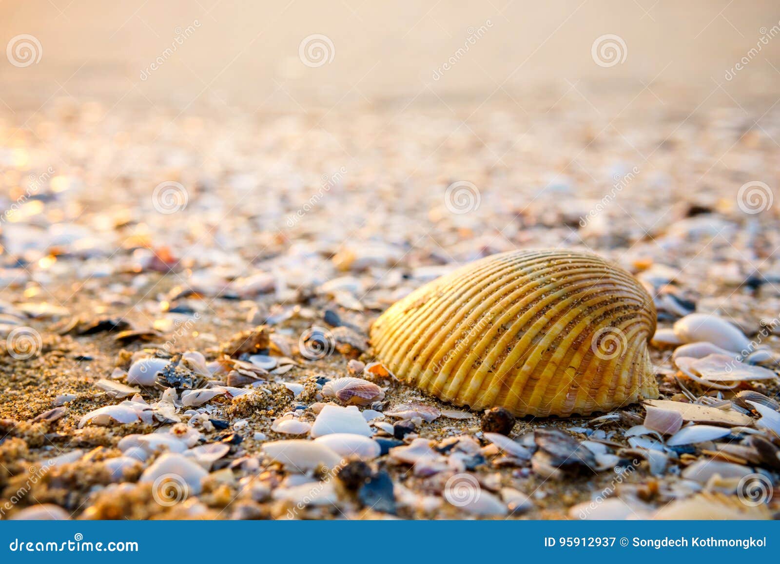 Sea Shell on Beach in the Sunrise Stock Image - Image of light, shell ...