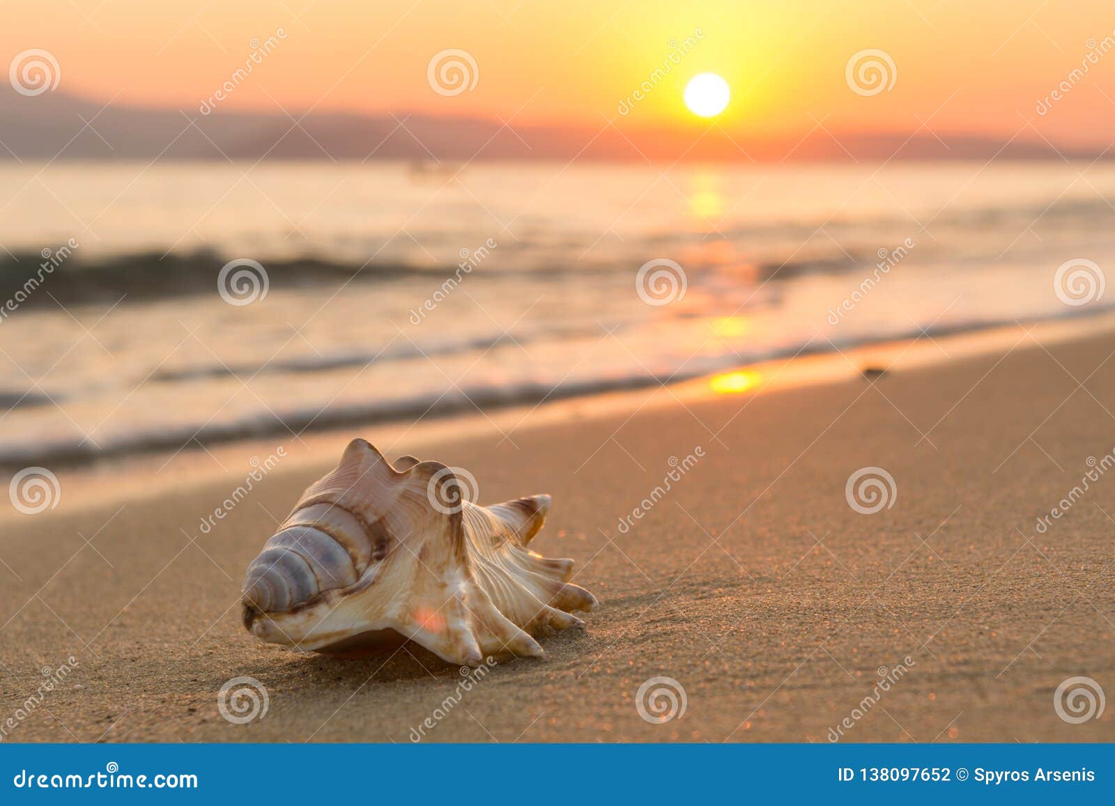 Conch Shell on the Beach at Sunset Stock Photo - Image of climate ...