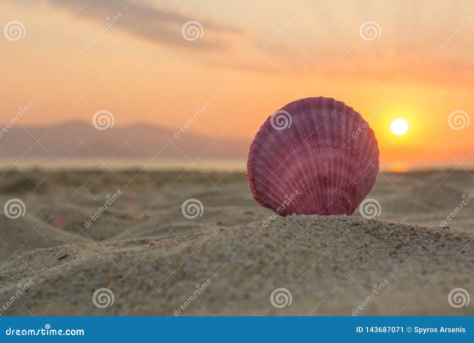 Sea Shell on the Beach at Sunset Stock Image - Image of colorful ...