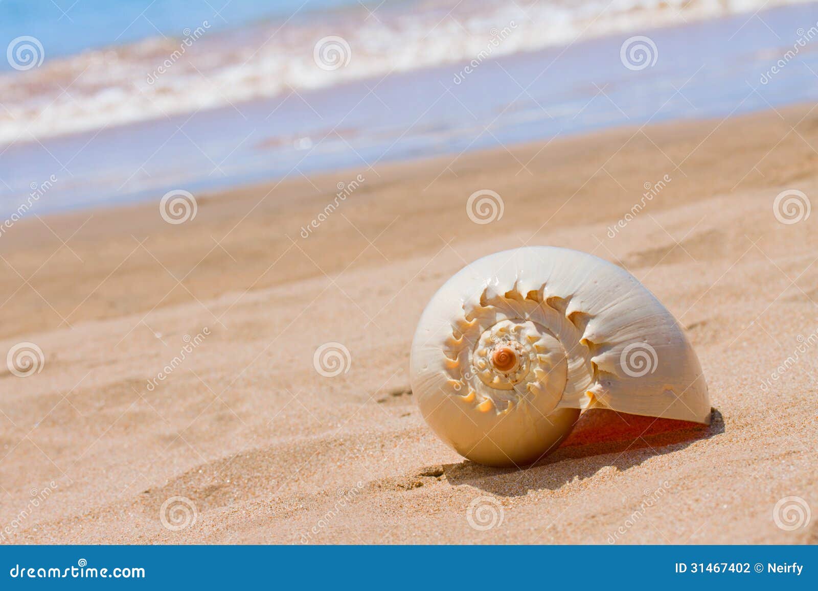 Sea shell on a beach stock photo. Image of exotic, ocean - 31467402