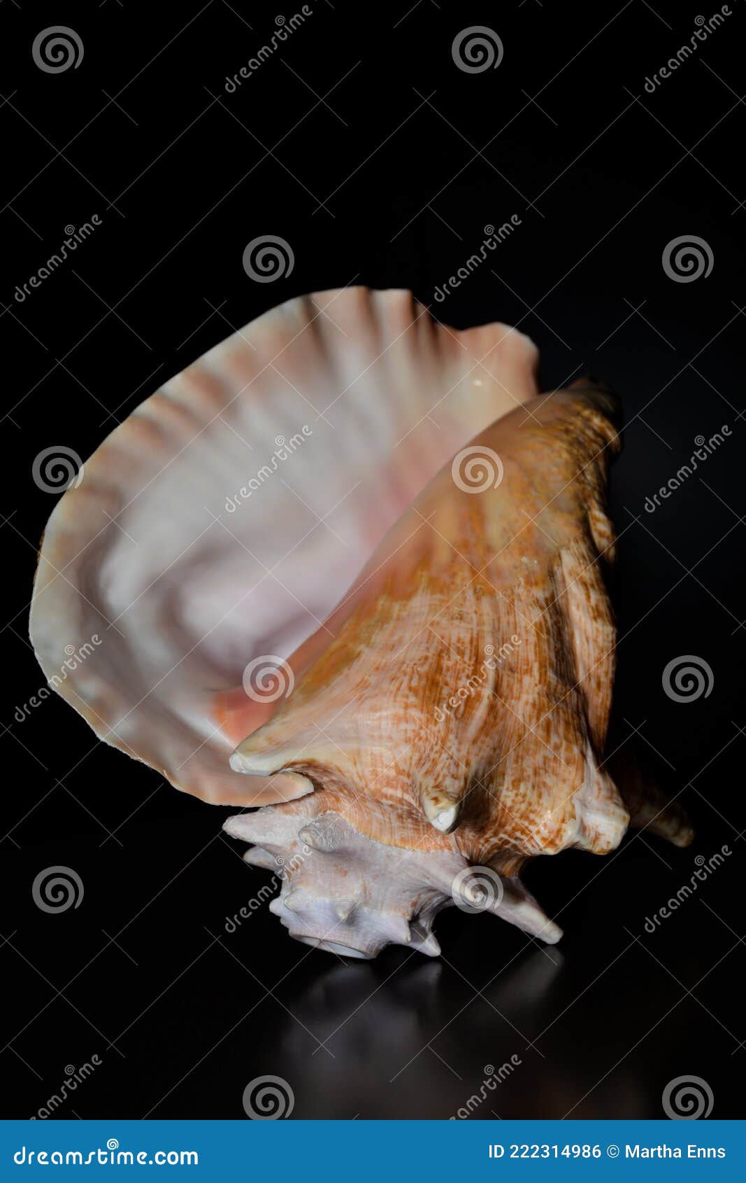 Sea Shell stock photo. Image of shell, nature, beautiful - 222314986