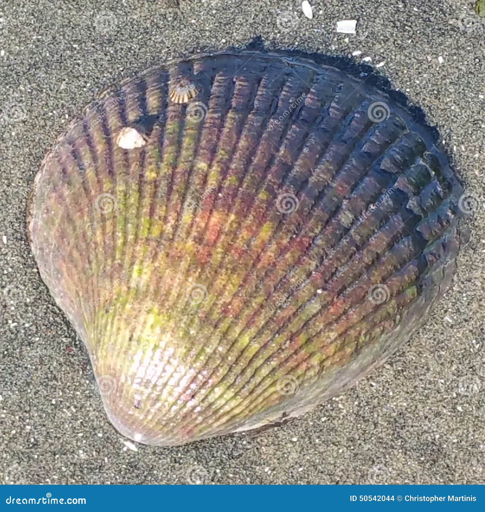 Sea shell stock photo. Image of mother, seashell, beauty - 50542044