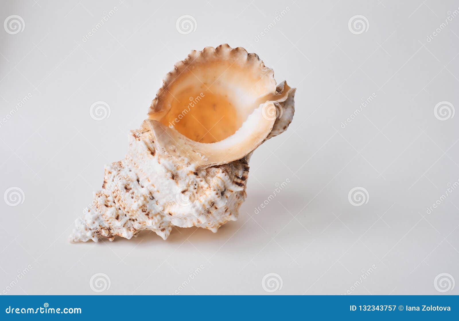 Sea shell stock image. Image of decor, nature, beach - 132343757