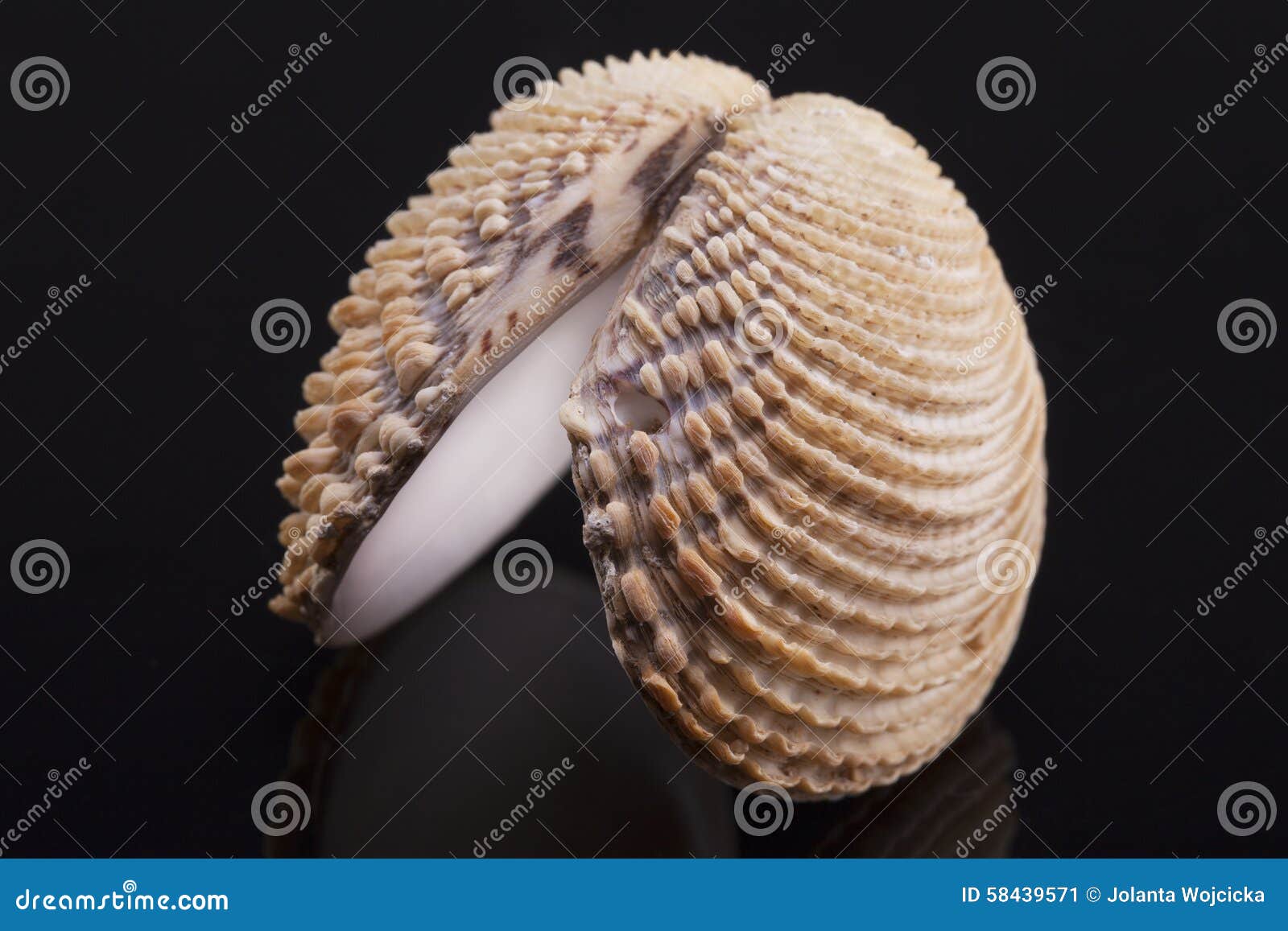 Bivalvia Shell On Sand Stone Rock On Isolated Background Stock Photo ...