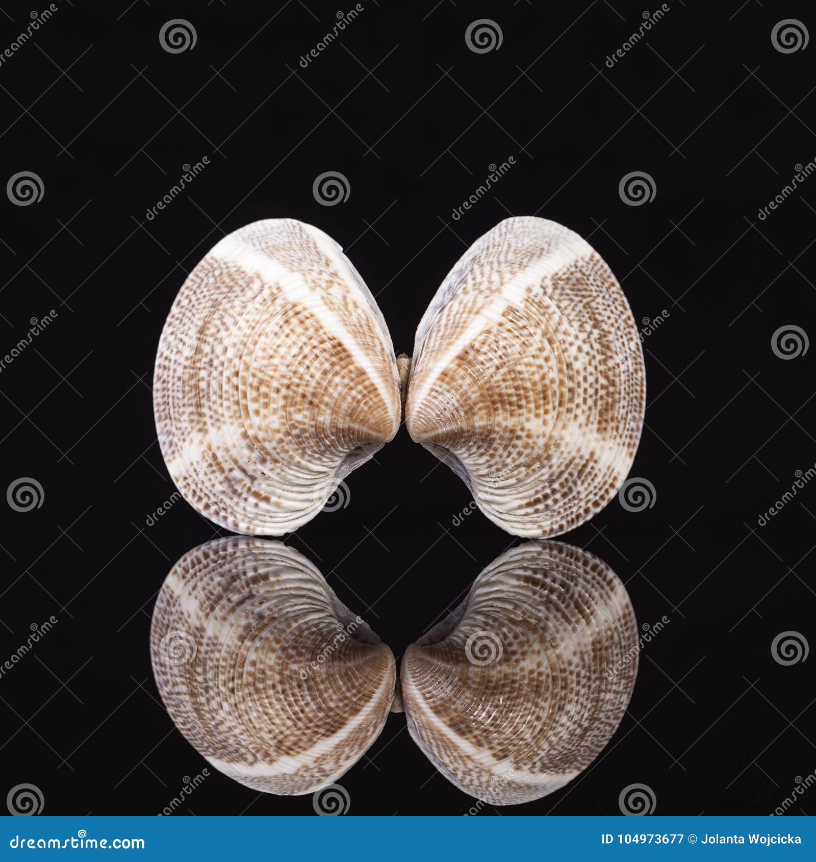 Bivalvia Shell On Sand Stone Rock On Isolated Background Stock Photo ...