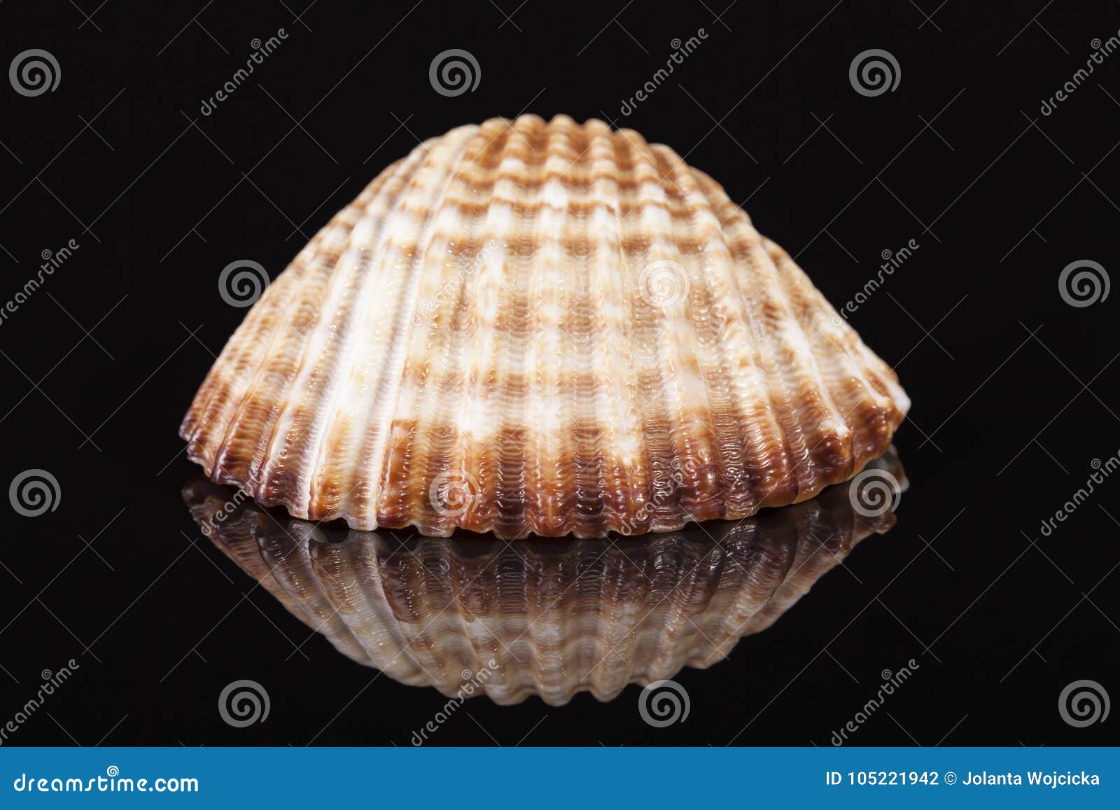 Sea Shell Of Bivalvia Isolated On Black Background Stock Photography ...