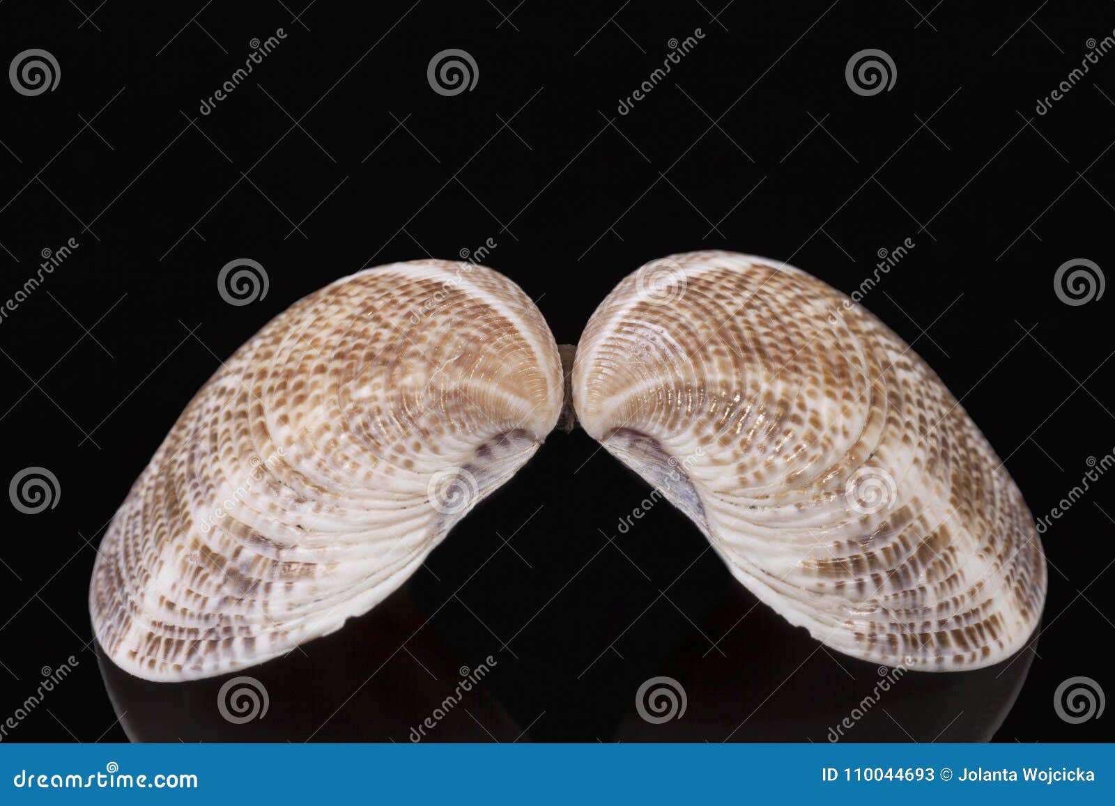 Bivalvia Shell On Sand Stone Rock On Isolated Background Stock Photo ...