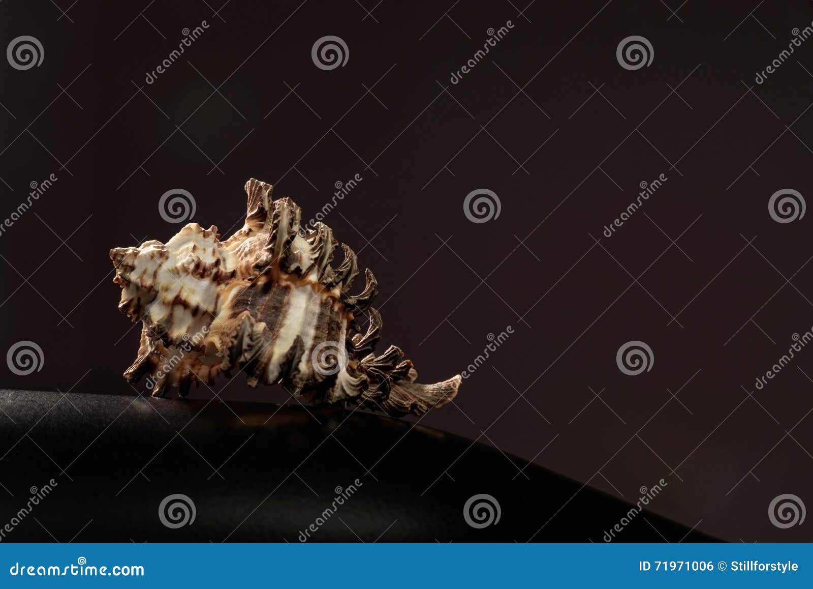 Sea Shell on Black Background. Artistic Photography Stock Photo - Image ...