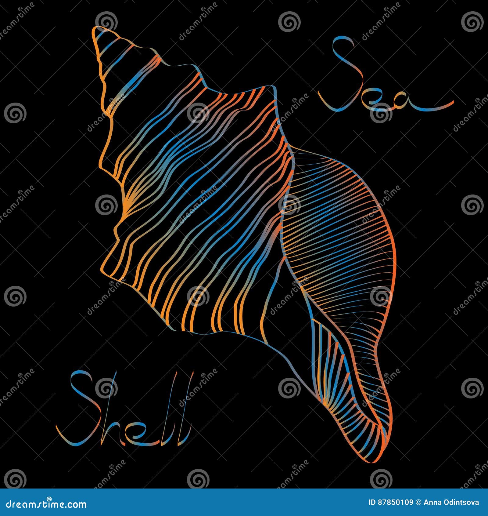 Sea shell black background stock vector. Illustration of skeleton ...