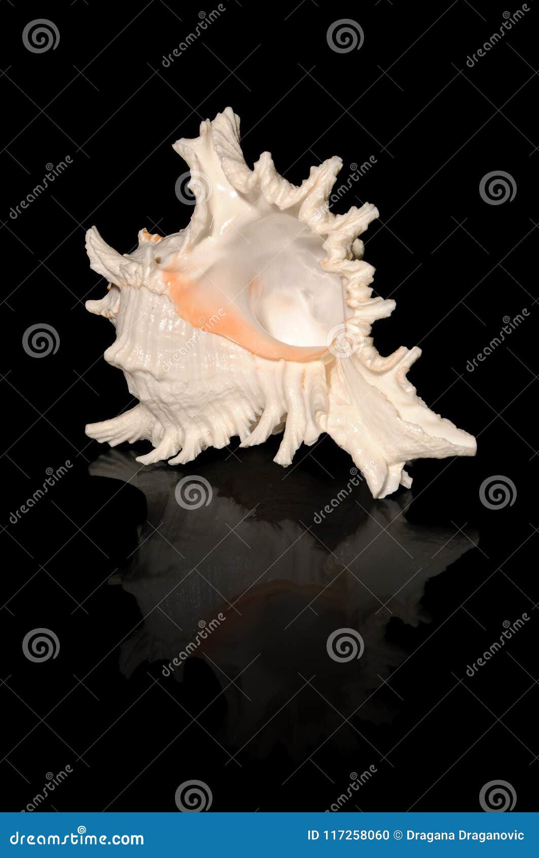 Sea Shell on Black Background, Murex Shell Stock Photo - Image of ...