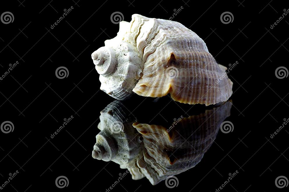 Sea Shell on Black Background Stock Photo - Image of macro, decor ...