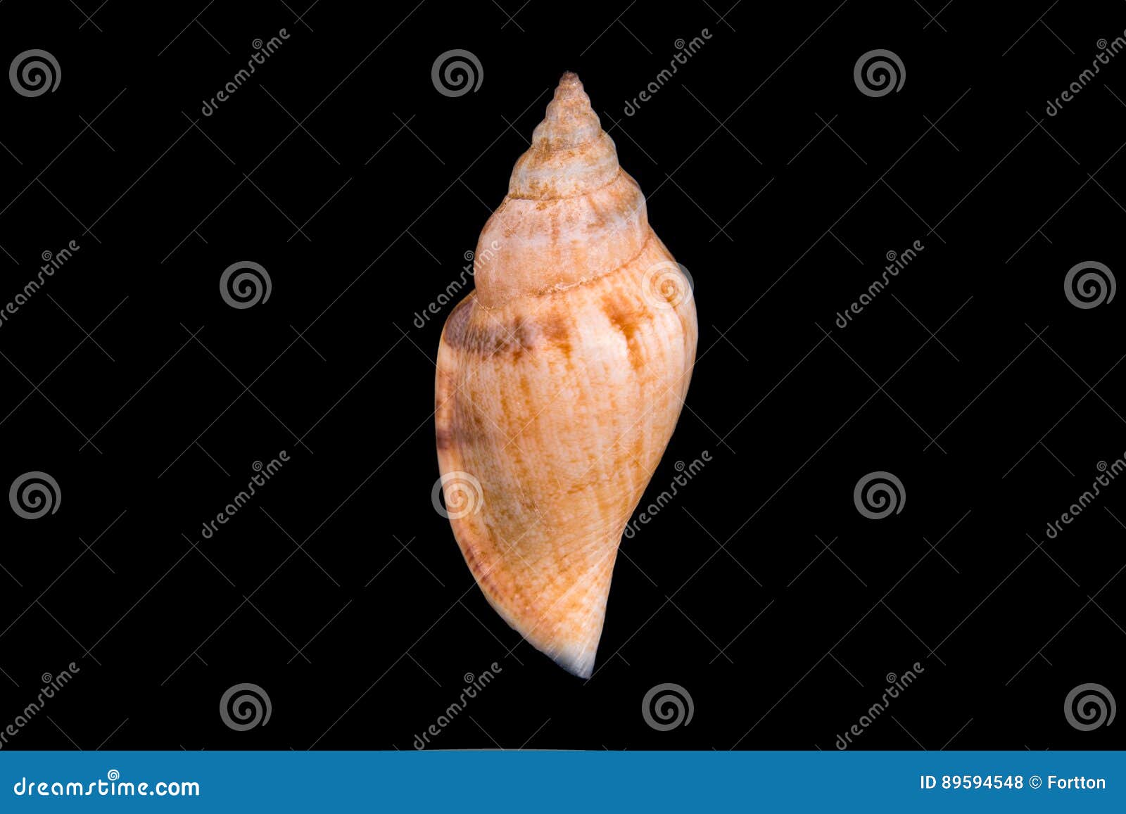 Sea Shell on Black Background Stock Photo - Image of mediterranean ...