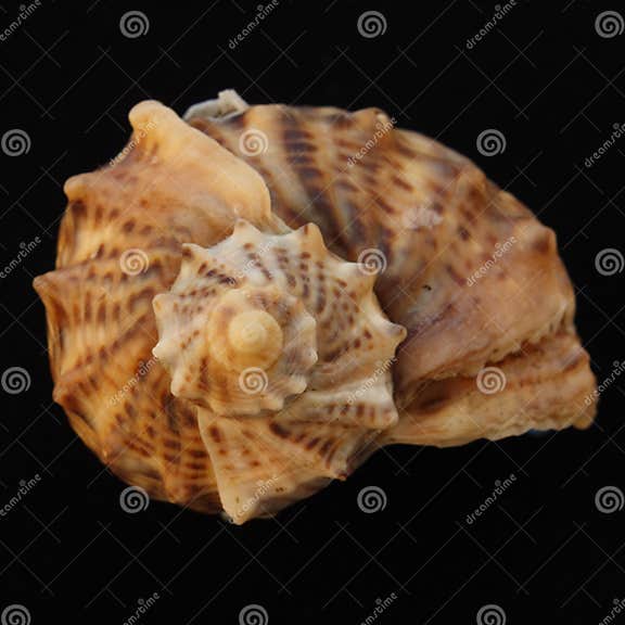 Sea Shell on the Black Backing Stock Photo - Image of laughter, shell ...