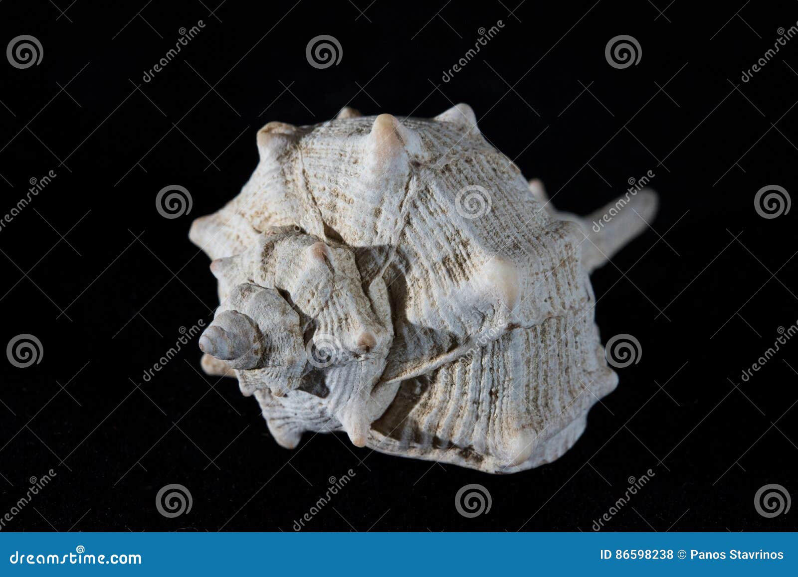 Sea shell stock photo. Image of color, animal, exotic - 86598238