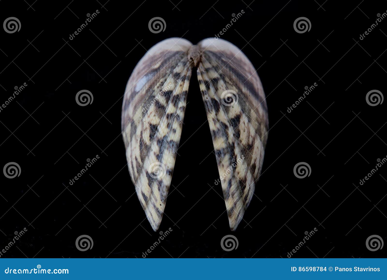 Sea shell stock photo. Image of black, collection, color - 86598784