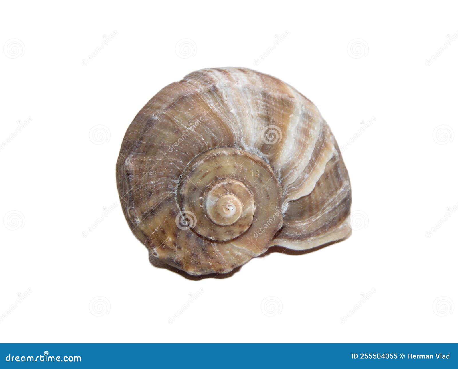 Sea Shell from Black Sea Isolated on White Stock Image - Image of ...