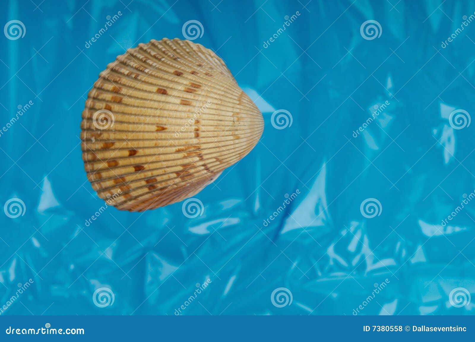 Sea Shell with a Blue Background Stock Photo - Image of seafood, rare ...