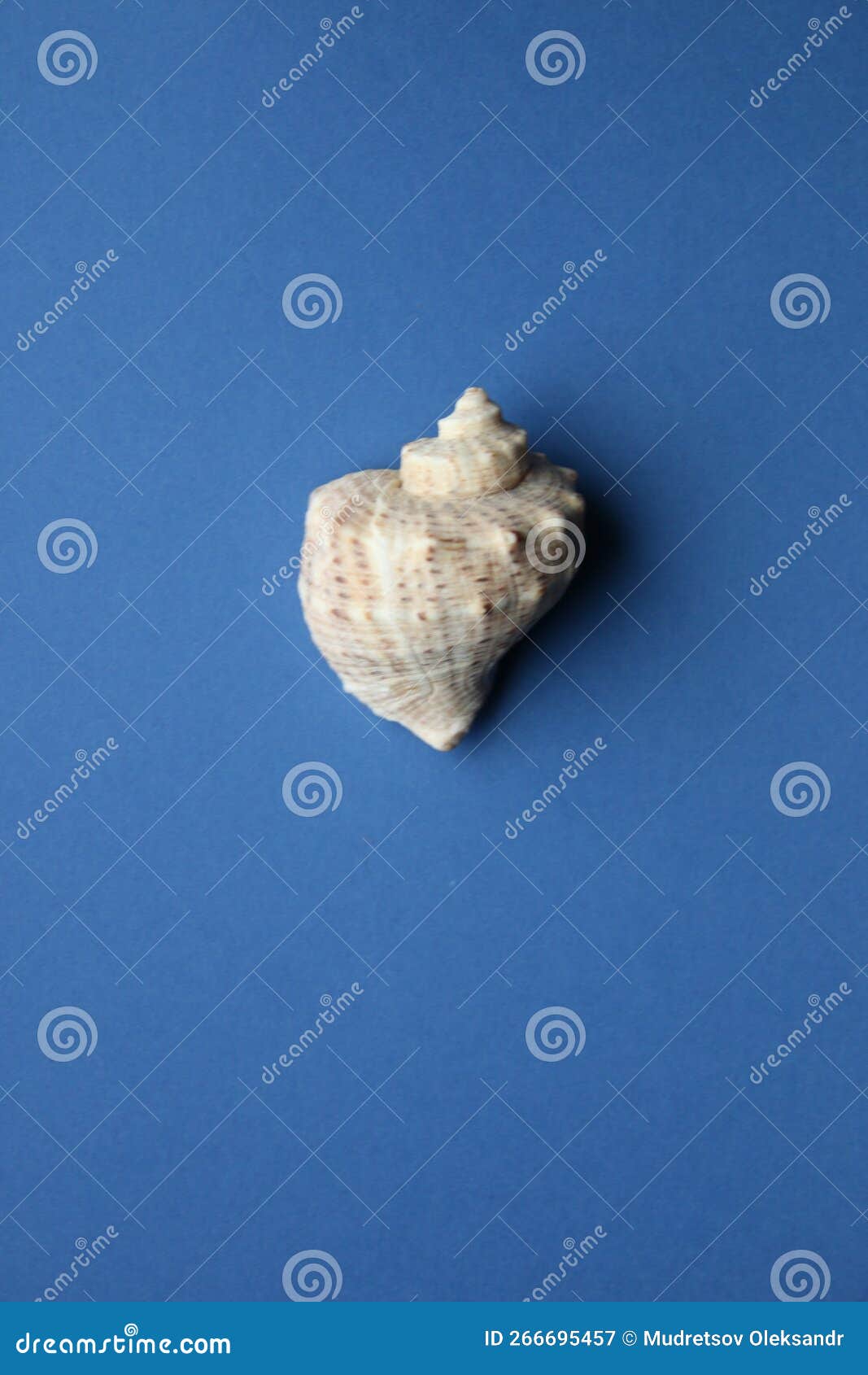 Sea Shell on a Blue Background Stock Image - Image of animal ...