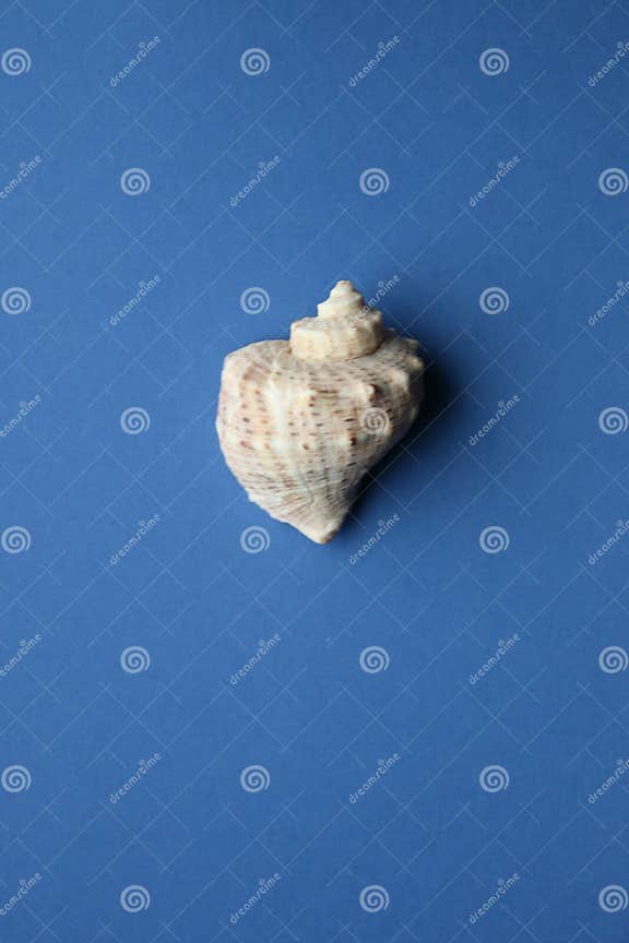 Sea Shell on a Blue Background Stock Image - Image of animal ...