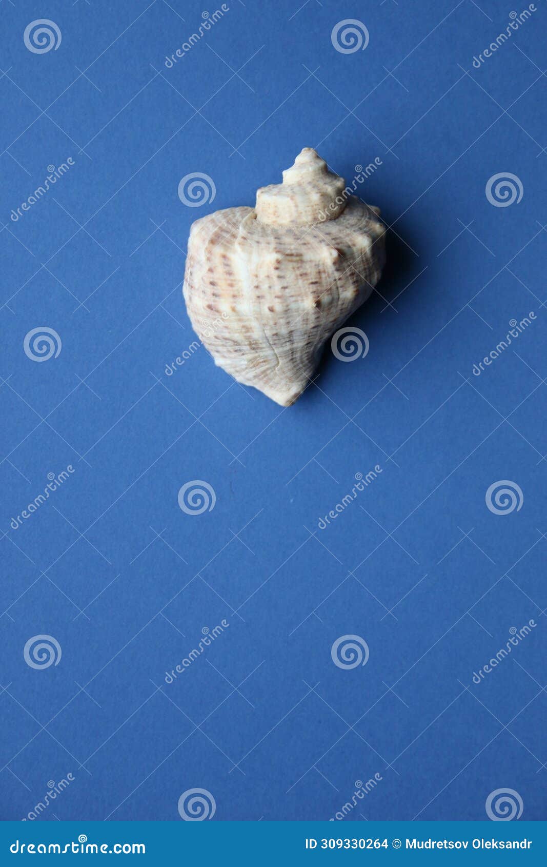 Sea Shell on a Blue Background. Stock Photo - Image of travel, holiday ...