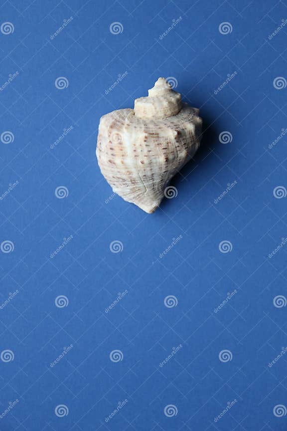 Sea Shell on a Blue Background. Stock Photo - Image of travel, holiday ...