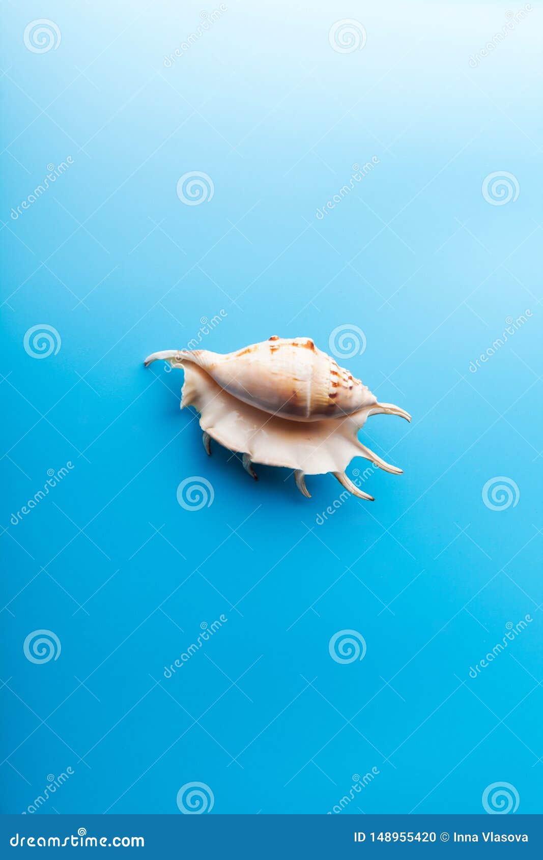 Sea Shell on Blue Background. Sea Concept Stock Photo - Image of summer ...