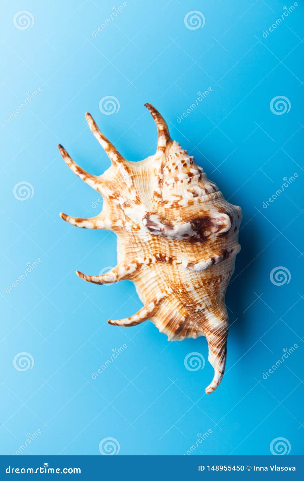 Sea Shell on Blue Background. Sea Concept Stock Photo - Image of symbol ...