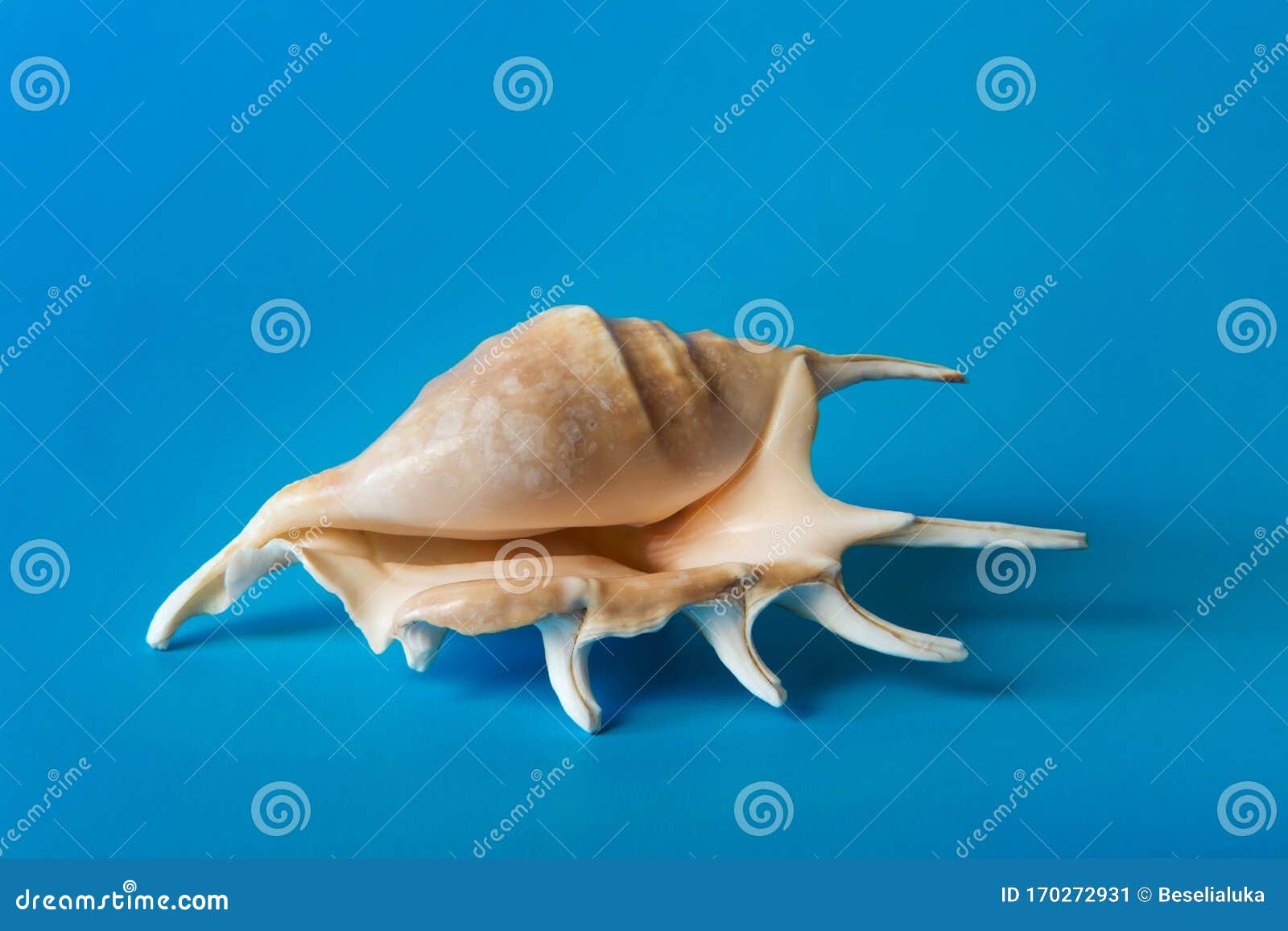 Sea Shell on a Blue Background Stock Image - Image of closeup, beach ...