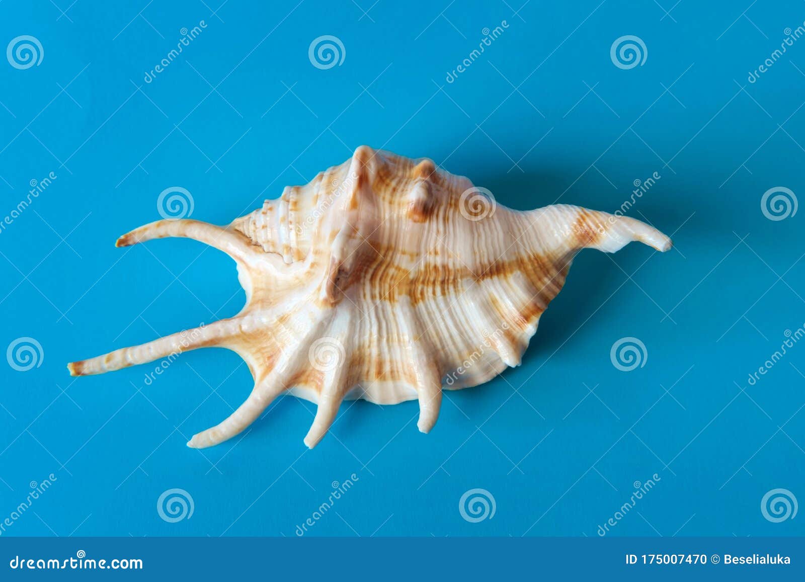 Sea Shell on a Blue Background Stock Photo - Image of empty, beautiful ...