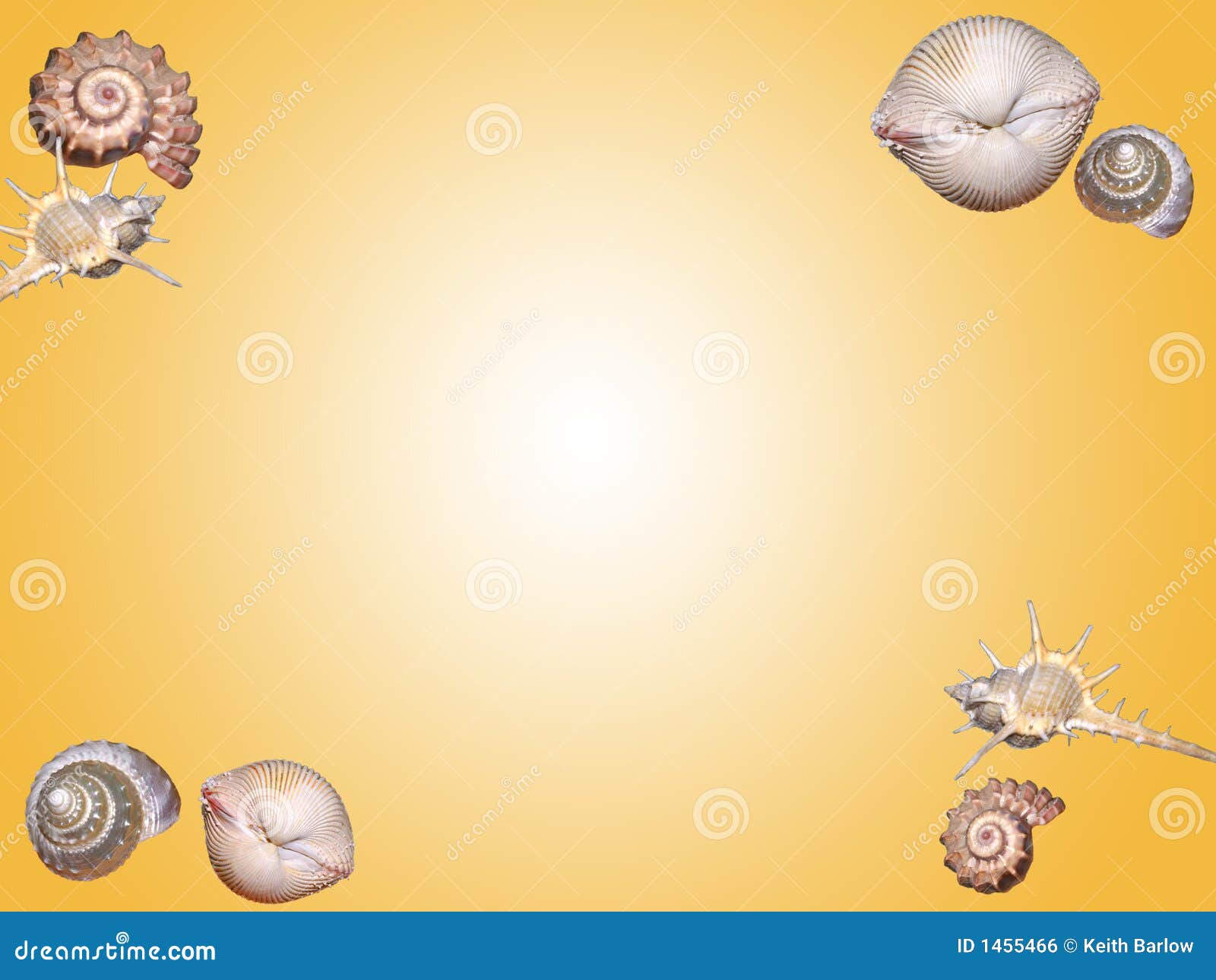 Sea shell border stock photo. Image of spiral, spiky, shell - 1455466