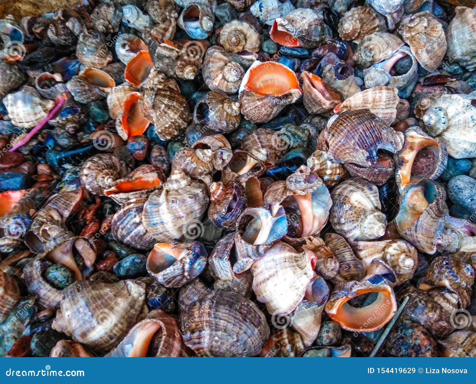 Bright colorful shells stock image. Image of beauty - 154419629
