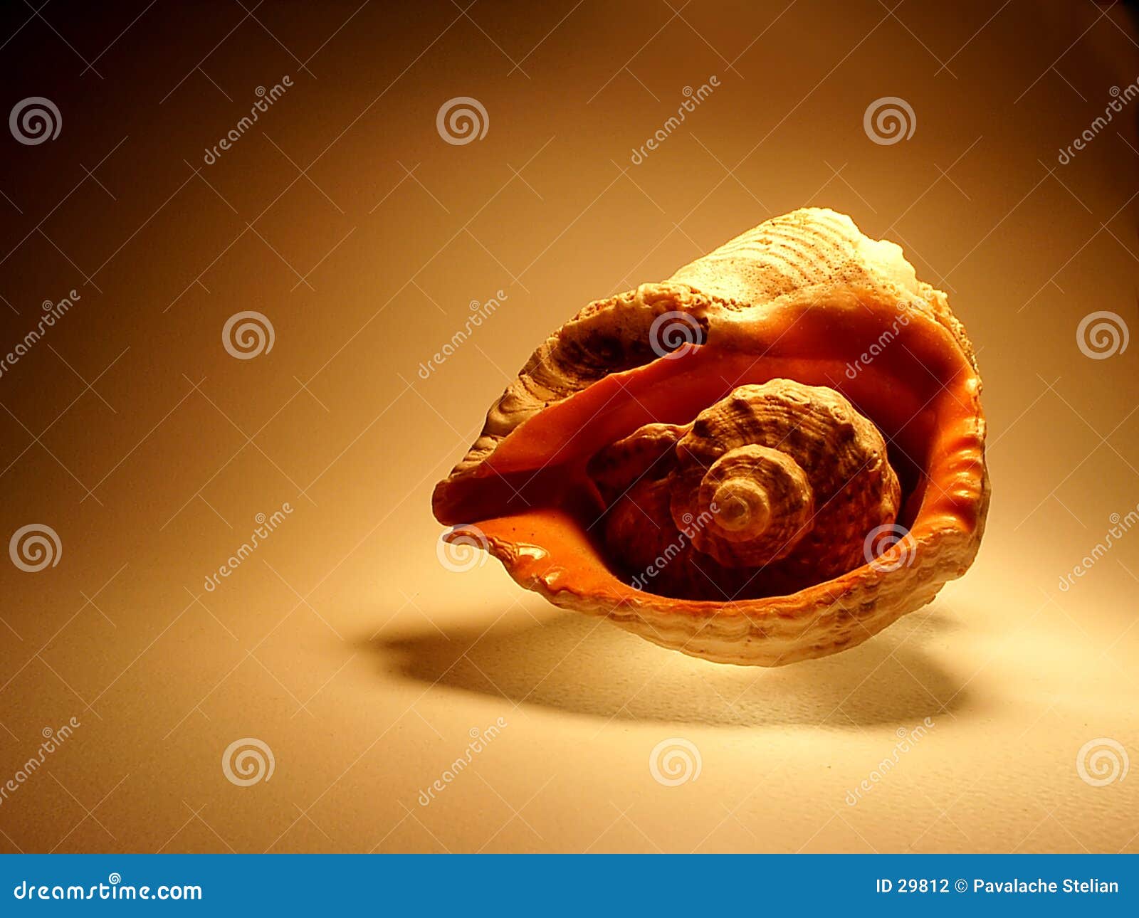 Sea Shell on Brown Background Stock Photo - Image of ocean, spiral: 29812