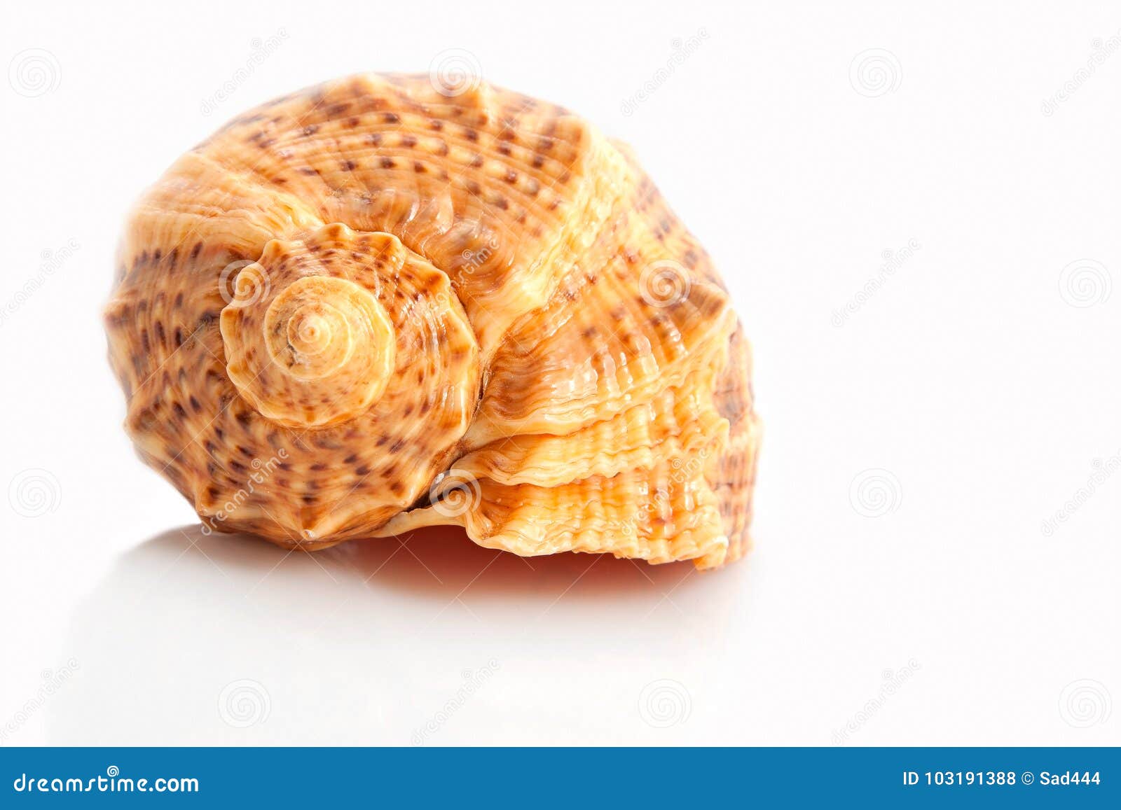 Sea shell stock photo. Image of shell, brown, pattern - 103191388