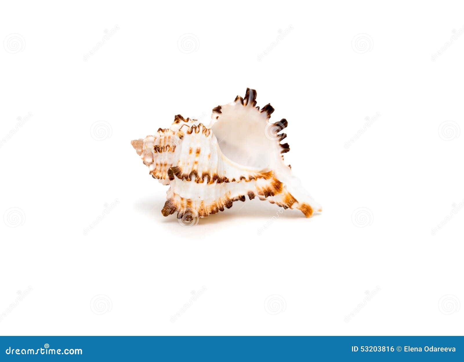 Sea Shell with Brown Spikes Stock Photo - Image of closeup, underwater ...